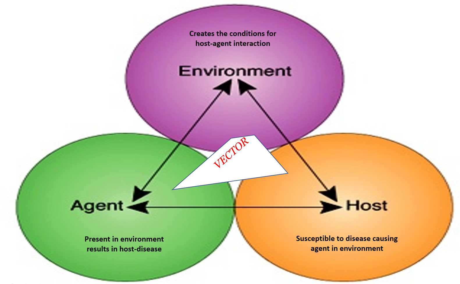 The Dynamics and Natural History of Diseases - Immersion Concepts
